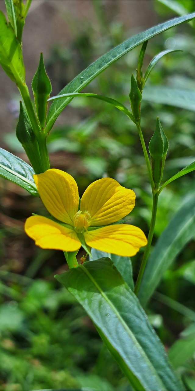 Blume Natur - Kostenloses Foto auf Pixabay - Pixabay
