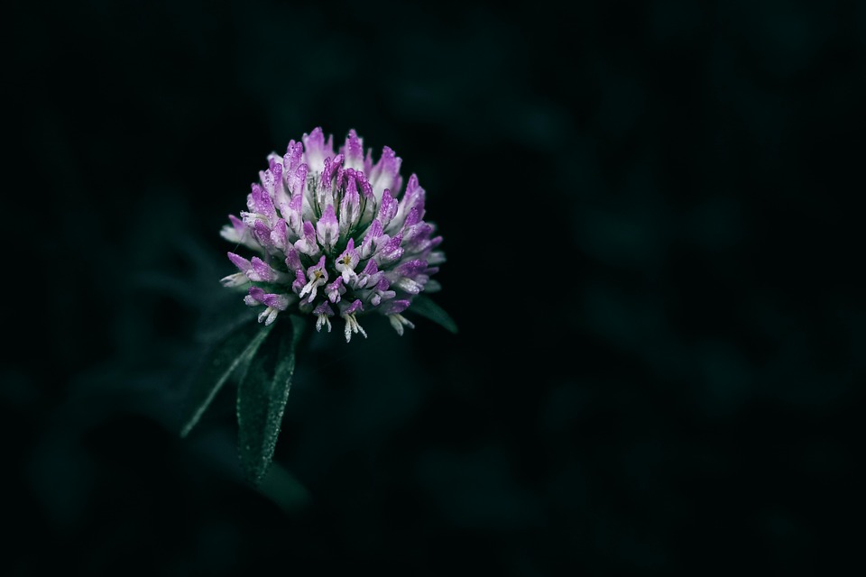 Clover Flower Dark - Free photo on Pixabay
