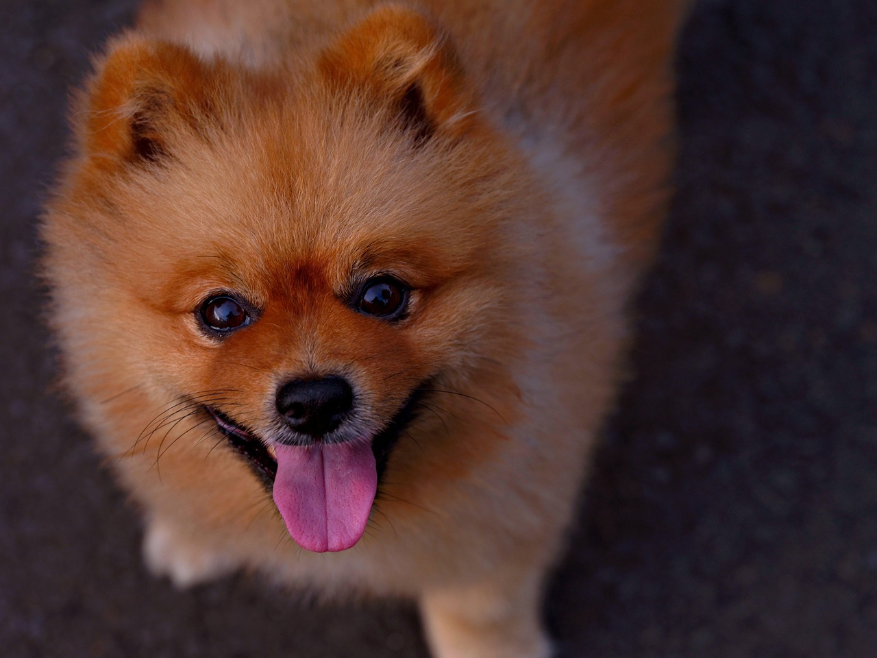 400+ Free Pomeranian & Animal Images - Pixabay