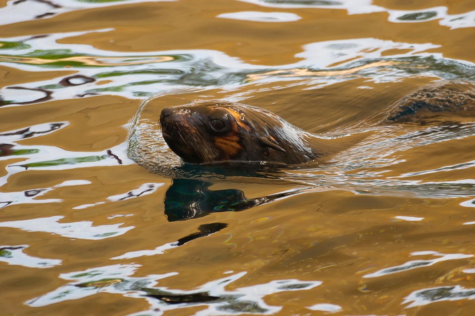 Animal León Marino Mamífero Fauna - Foto gratis en Pixabay - Pixabay