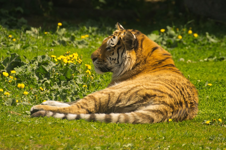 Tiger Predator Animal - Free photo on Pixabay