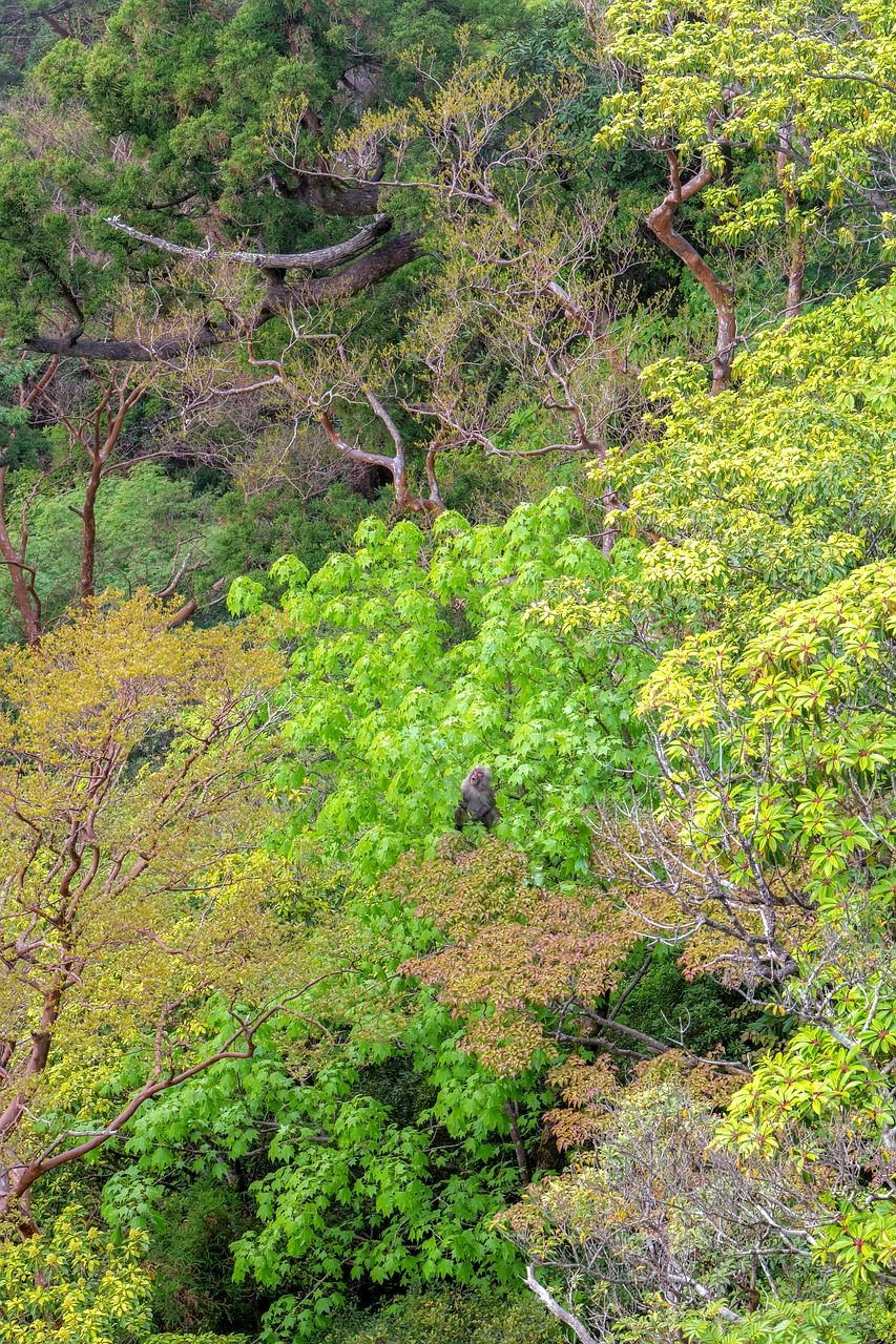 Más de 100 000 imágenes gratis de Bosque Templado y Bosque - Pixabay