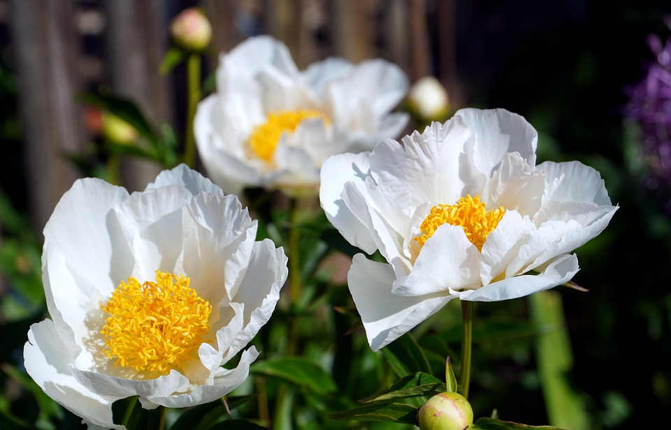 Bunga Peony Kelopak - Foto gratis di Pixabay - Pixabay