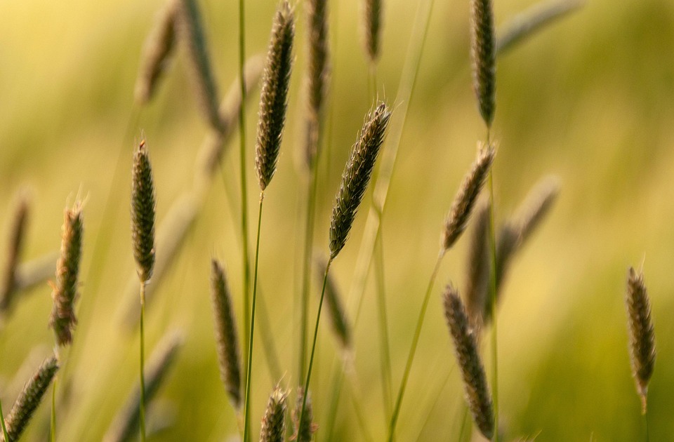 Grasses Nature Stalks - Free photo on Pixabay
