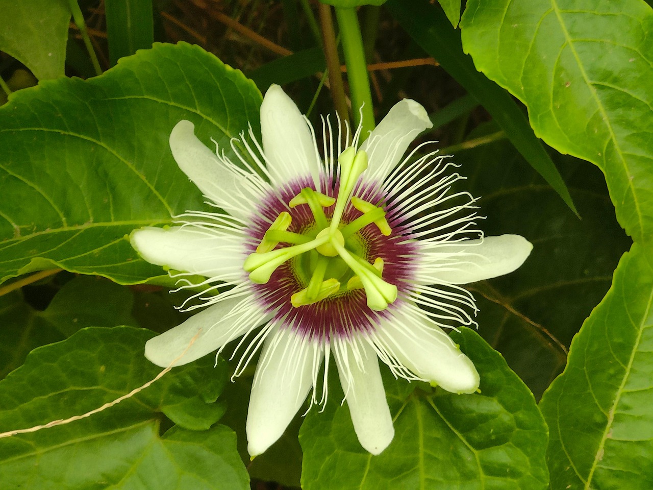 Passiflora Flower Alleppuza - Free photo on Pixabay - Pixabay