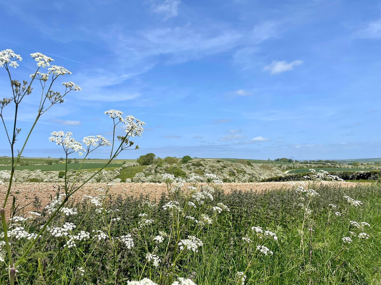Yorkshire Wolds Spring Blossom Cow - Free photo on Pixabay - Pixabay