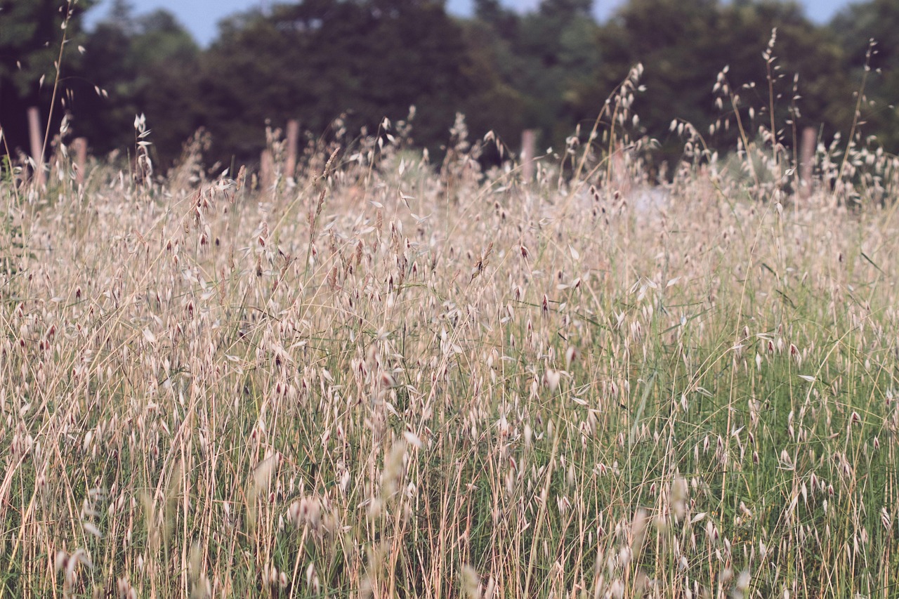 Discover and download free images - Pixabay
