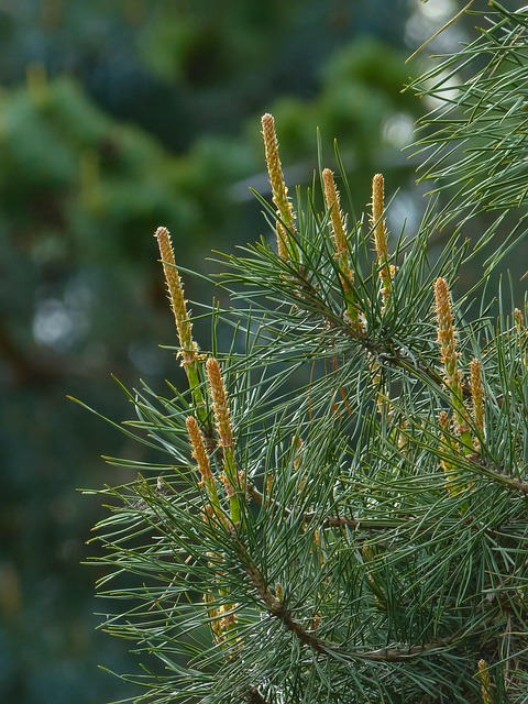 Pine Spruce Evergreen - Free photo on Pixabay - Pixabay