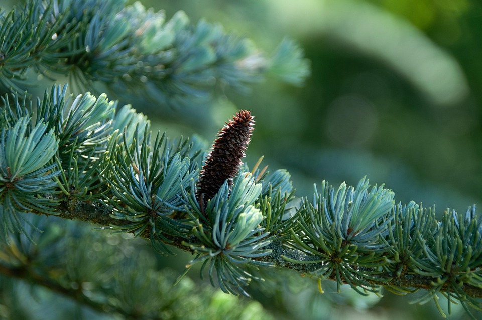 Cedar Tree Spruce Cone Pine - Free photo on Pixabay - Pixabay