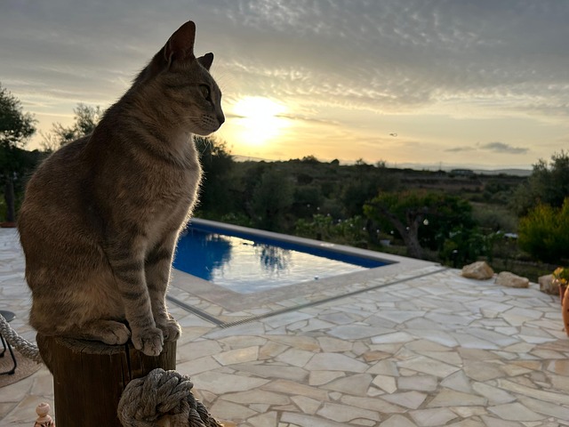Gato Piscina Pôr Do Sol - Foto gratuita no Pixabay - Pixabay