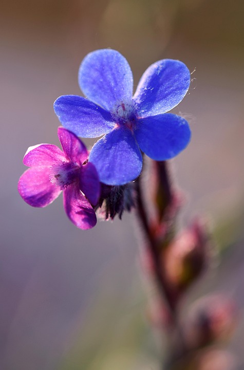 Flower Spring Petals - Free photo on Pixabay - Pixabay