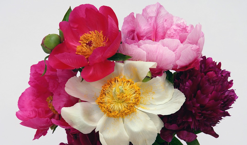 Flowers Peonies Flower Vase - Free photo on Pixabay - Pixabay
