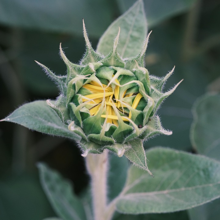 Solros Blomma Blommande - Gratis foto på Pixabay - Pixabay