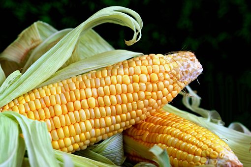 Corn Food Field - Free photo on Pixabay