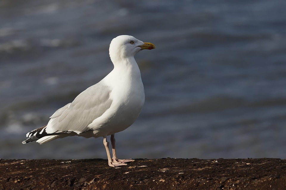 Seagull Bird Animal - Free photo on Pixabay - Pixabay