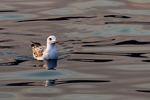 Silver Gull, Gull, Bird. Free Stock Video - Pixabay