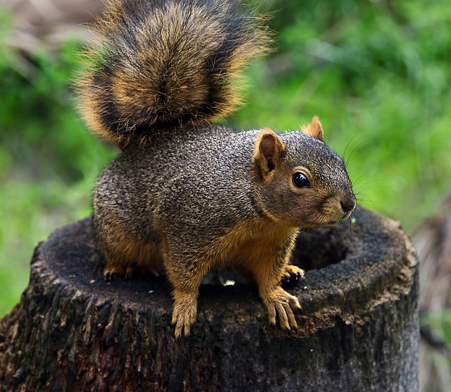 Fox Squirrel Rodent - Free photo on Pixabay - Pixabay