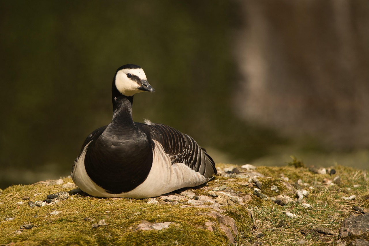 White Cheeked Touraco - Free photo on Pixabay - Pixabay