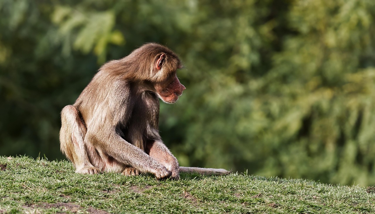 Hamadryas Baboon Papio - Free photo on Pixabay - Pixabay