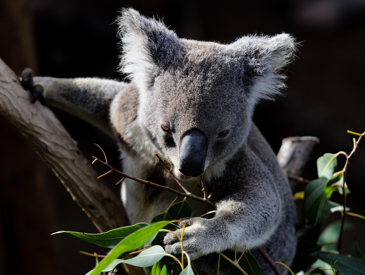 400+ Free Koala & Australia Images - Pixabay