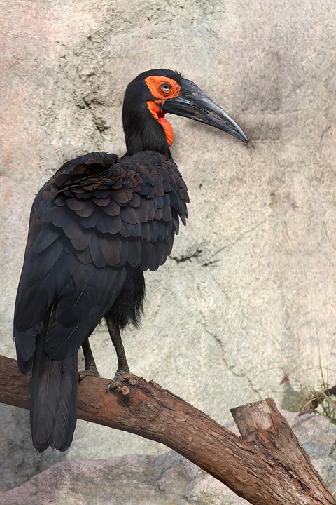 Southern Ground Hornbill Bucorvus - Free photo on Pixabay - Pixabay
