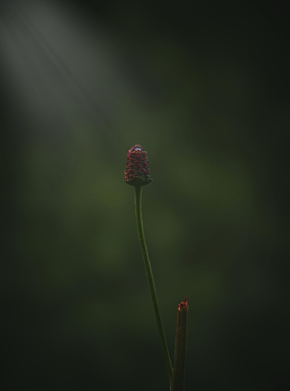 Fleur Bloom Botanique - Photo gratuite sur Pixabay - Pixabay