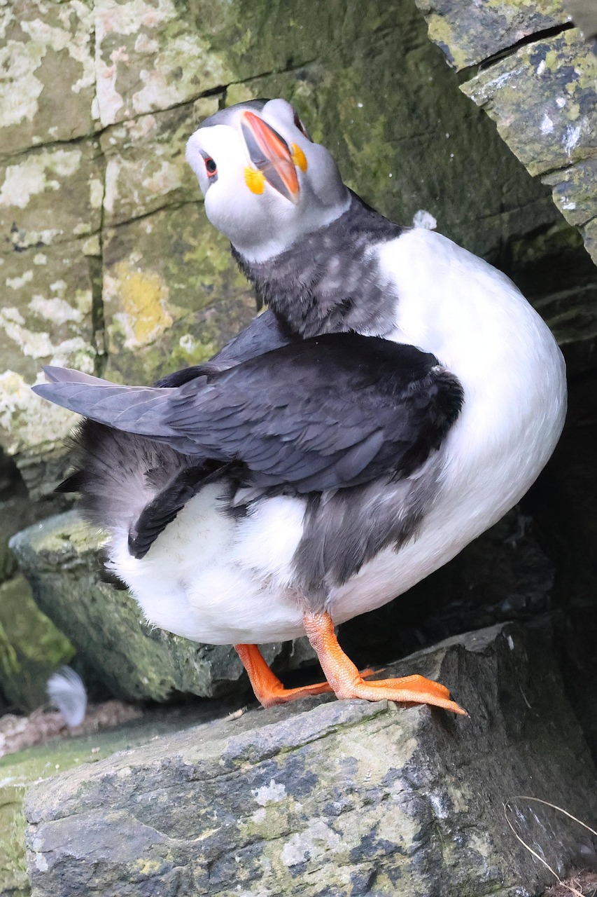 Puffin Atlantic Bird - Free photo on Pixabay - Pixabay