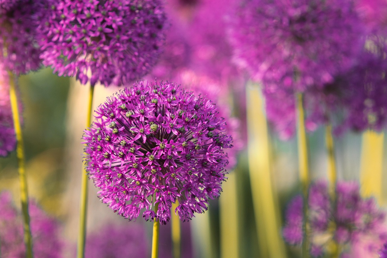 Flores Moradas Naturaleza - Foto gratis en Pixabay - Pixabay
