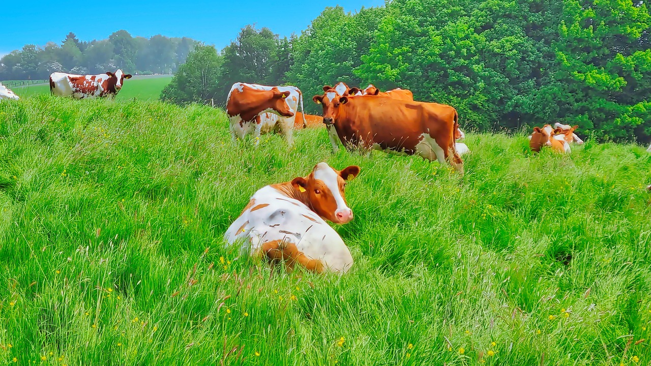 Vaches Bovine Pâturage - Photo gratuite sur Pixabay - Pixabay