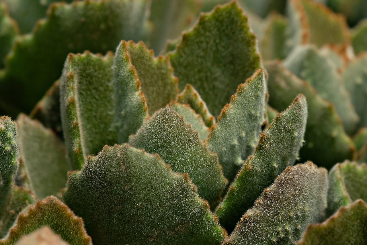 4,000+ Succulent Pictures & Images [HD] - Pixabay