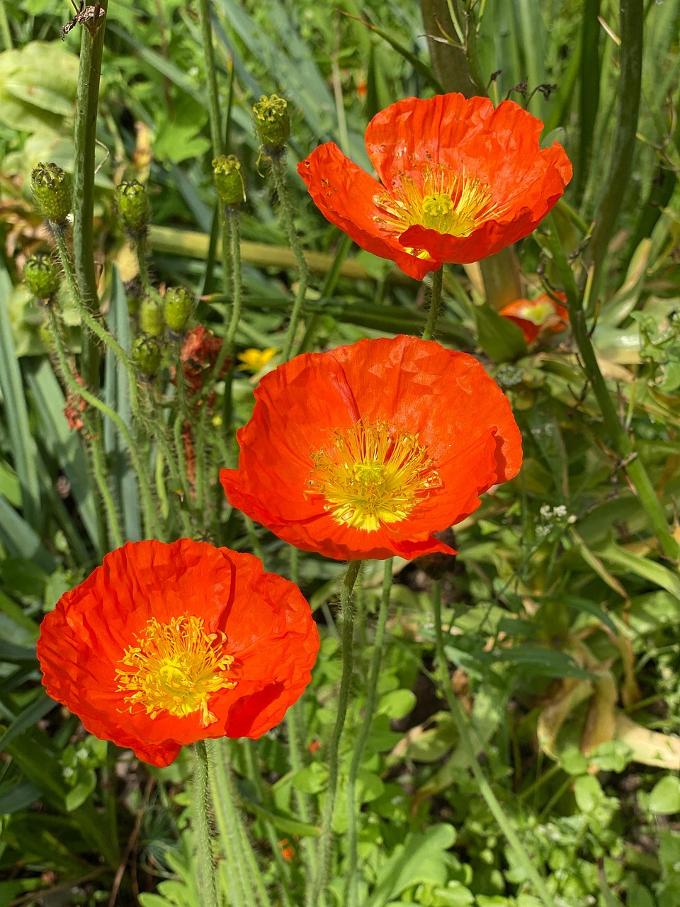 Plantar Flor Natureza - Foto gratuita no Pixabay - Pixabay