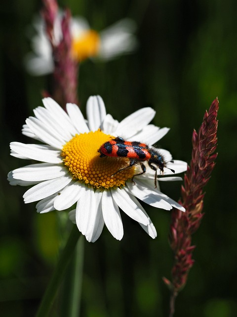 Daisy Flower Beetle Bee Eating - Free photo on Pixabay - Pixabay
