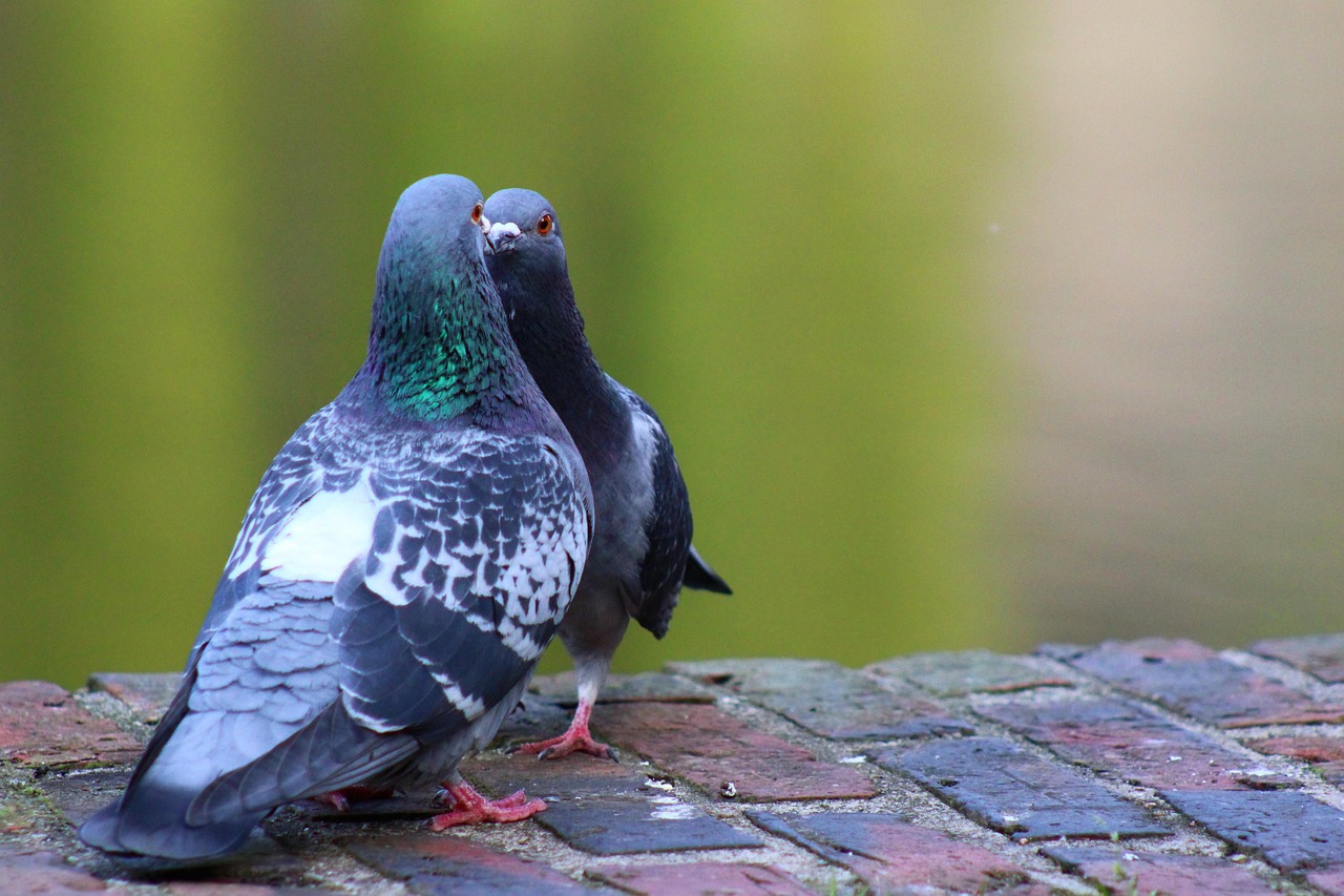 Pigeons Faune Des Oiseaux - Photo gratuite sur Pixabay - Pixabay