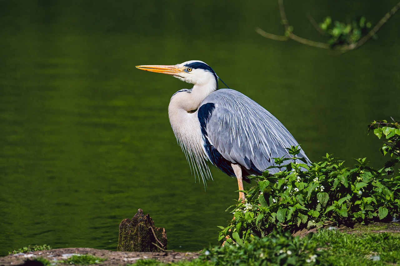 100 000 Free Black Crowned Night Heron Heron Images Pixabay