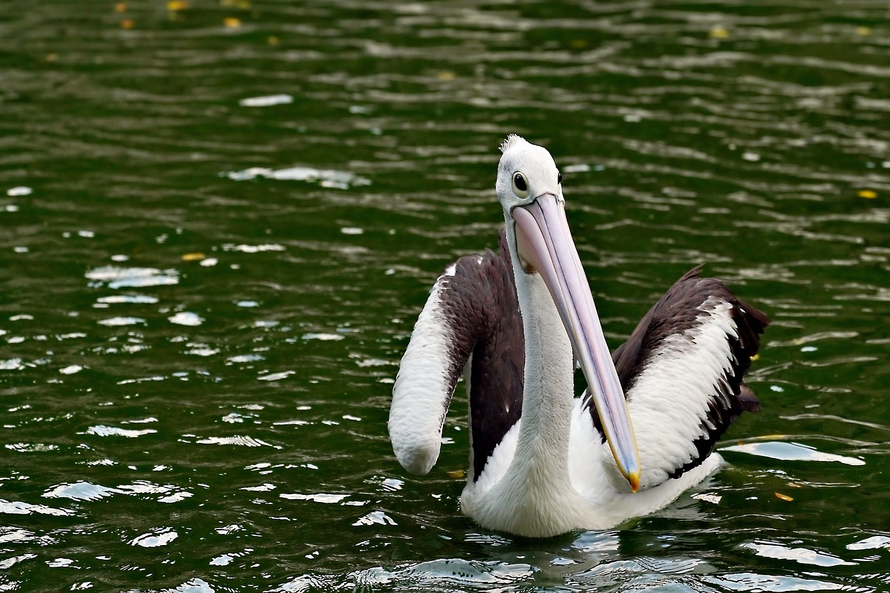 2,000+ Free Pelican & Bird Images - Pixabay