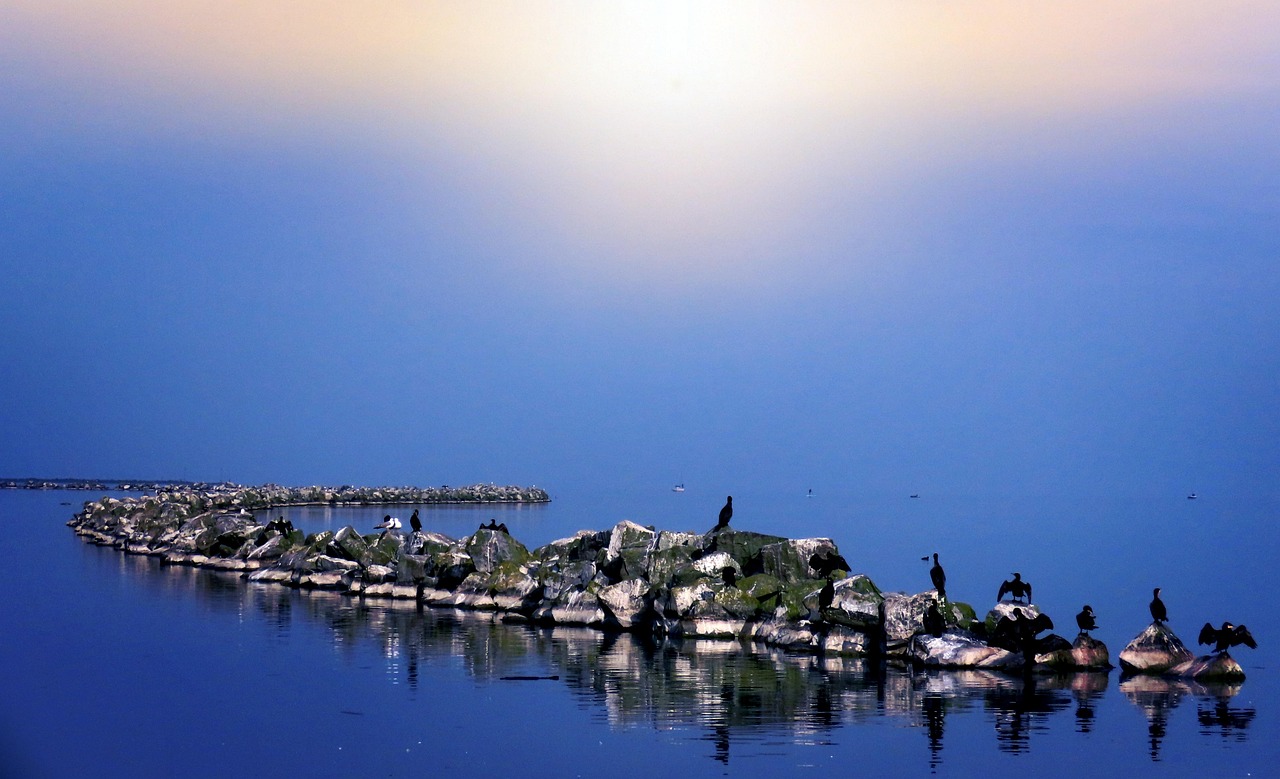 Birds Lake Geneva Bird Sanctuary - Free photo on Pixabay
