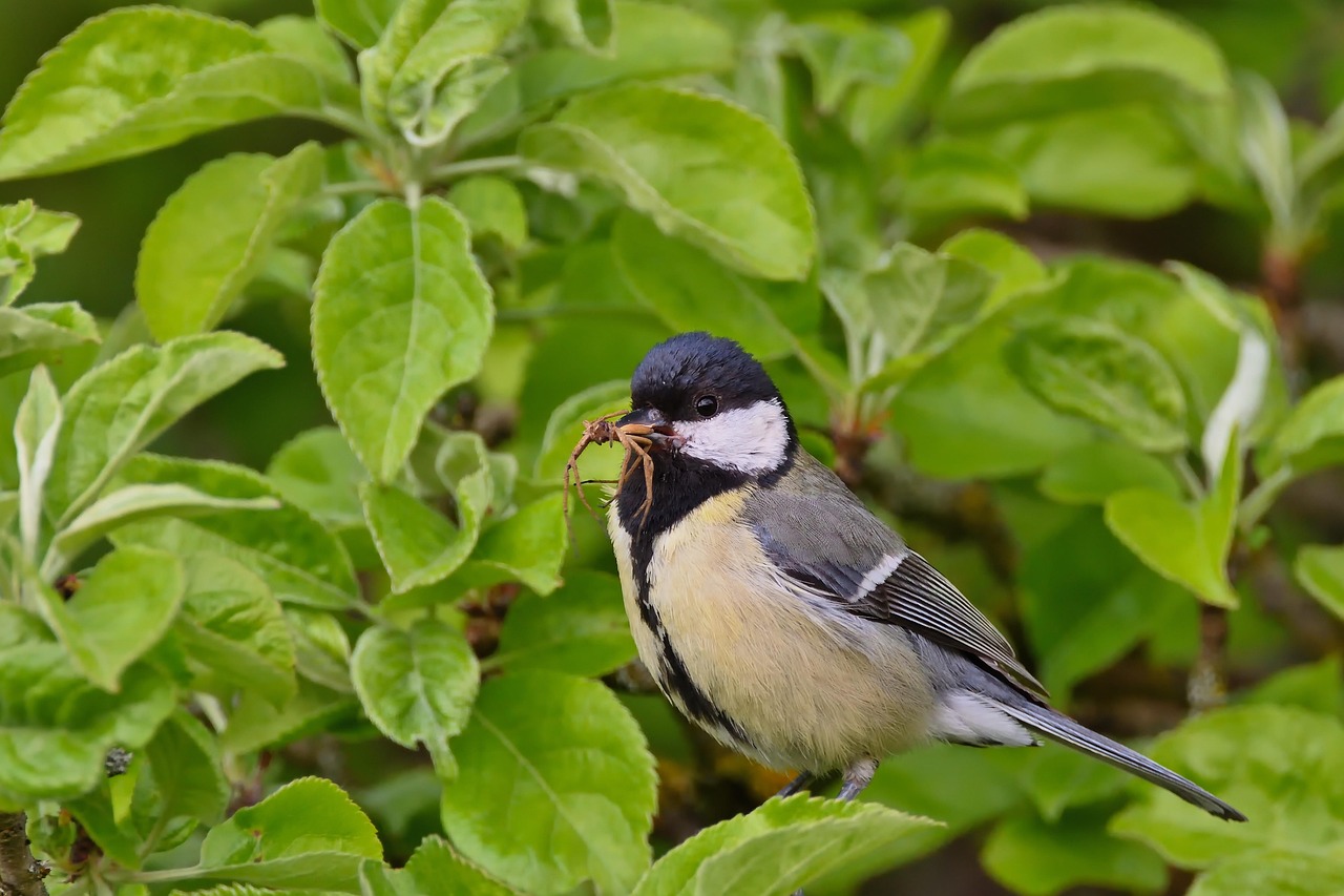 Great Tit Songbird Spider - Free photo on Pixabay - Pixabay