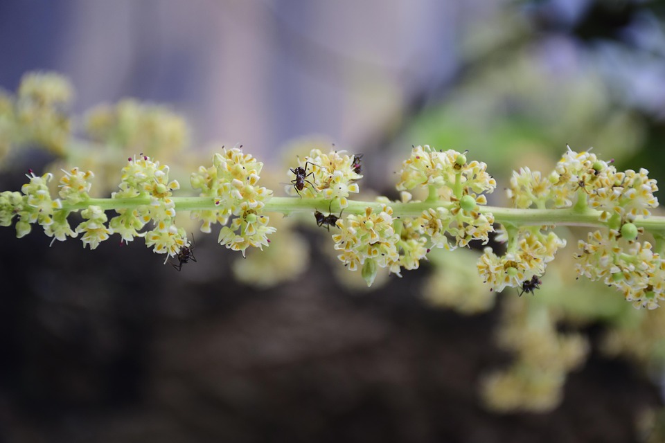 Bunga Mangga Semut - Foto gratis di Pixabay - Pixabay