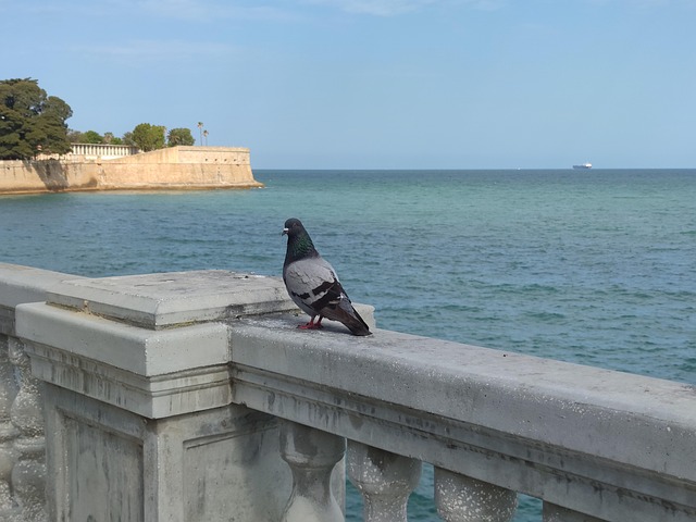 Paloma Pájaro Paisaje - Foto gratis en Pixabay - Pixabay