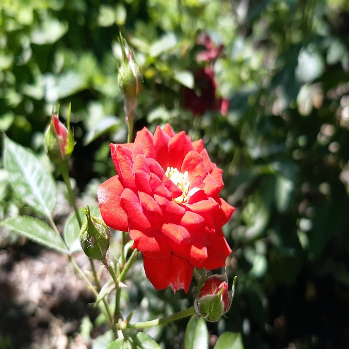 Roses Jardin Potager - Photo gratuite sur Pixabay - Pixabay