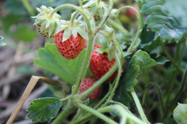 Planta De Morango Fruta Jardim - Foto gratuita no Pixabay - Pixabay