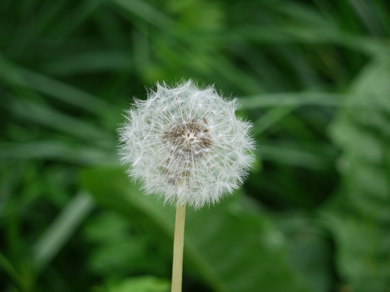 Dandelion Flower Spring - Free photo on Pixabay