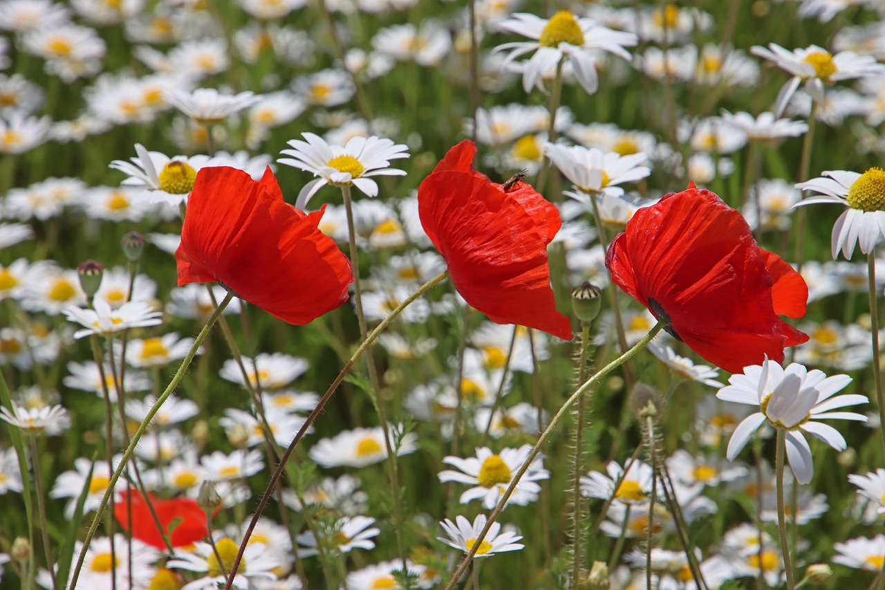 Flowers Poppies Blossoms - Free photo on Pixabay - Pixabay