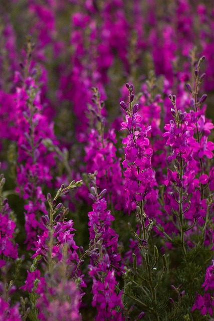 Flores Prado Púrpura - Foto gratis en Pixabay - Pixabay