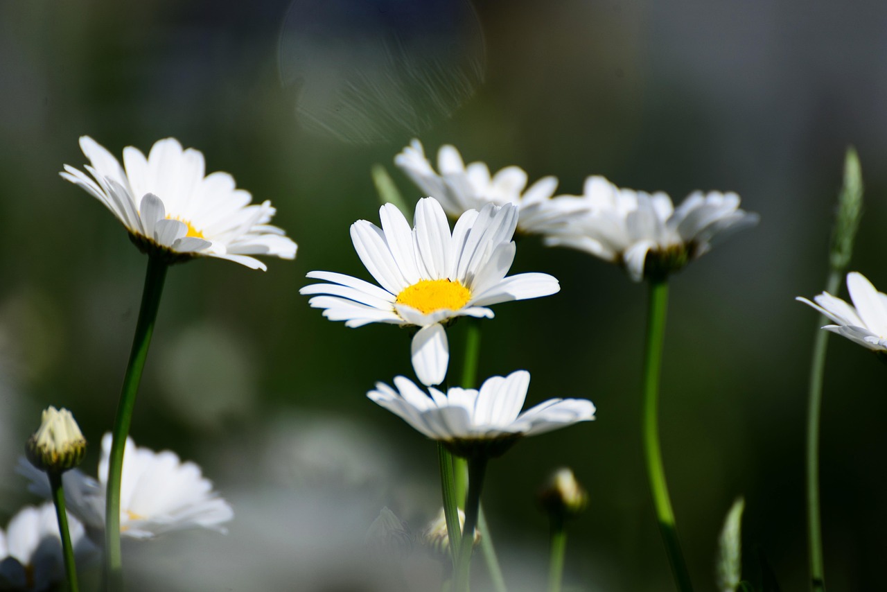 Daisies Wildflowers Garden Flower - Free photo on Pixabay - Pixabay