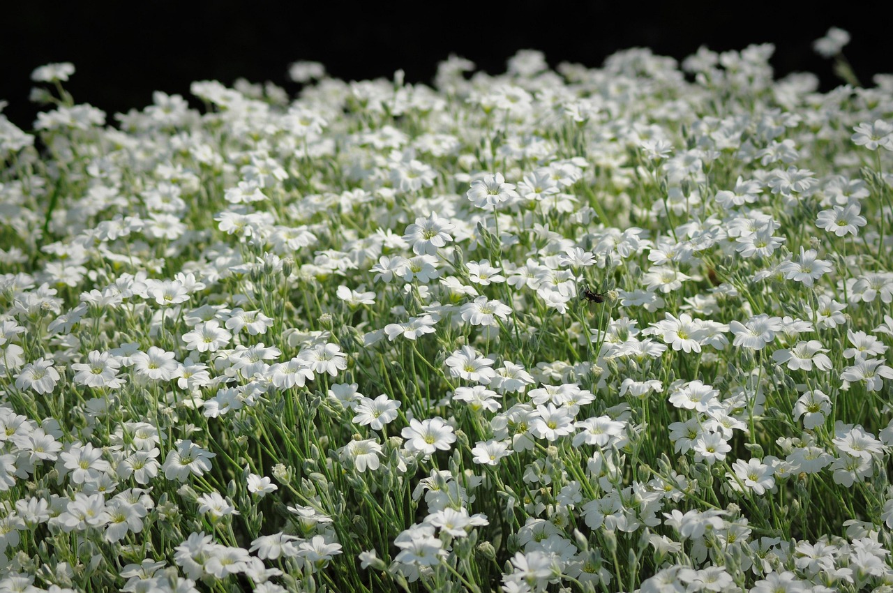 Fleurs Prairie Flore - Photo gratuite sur Pixabay - Pixabay