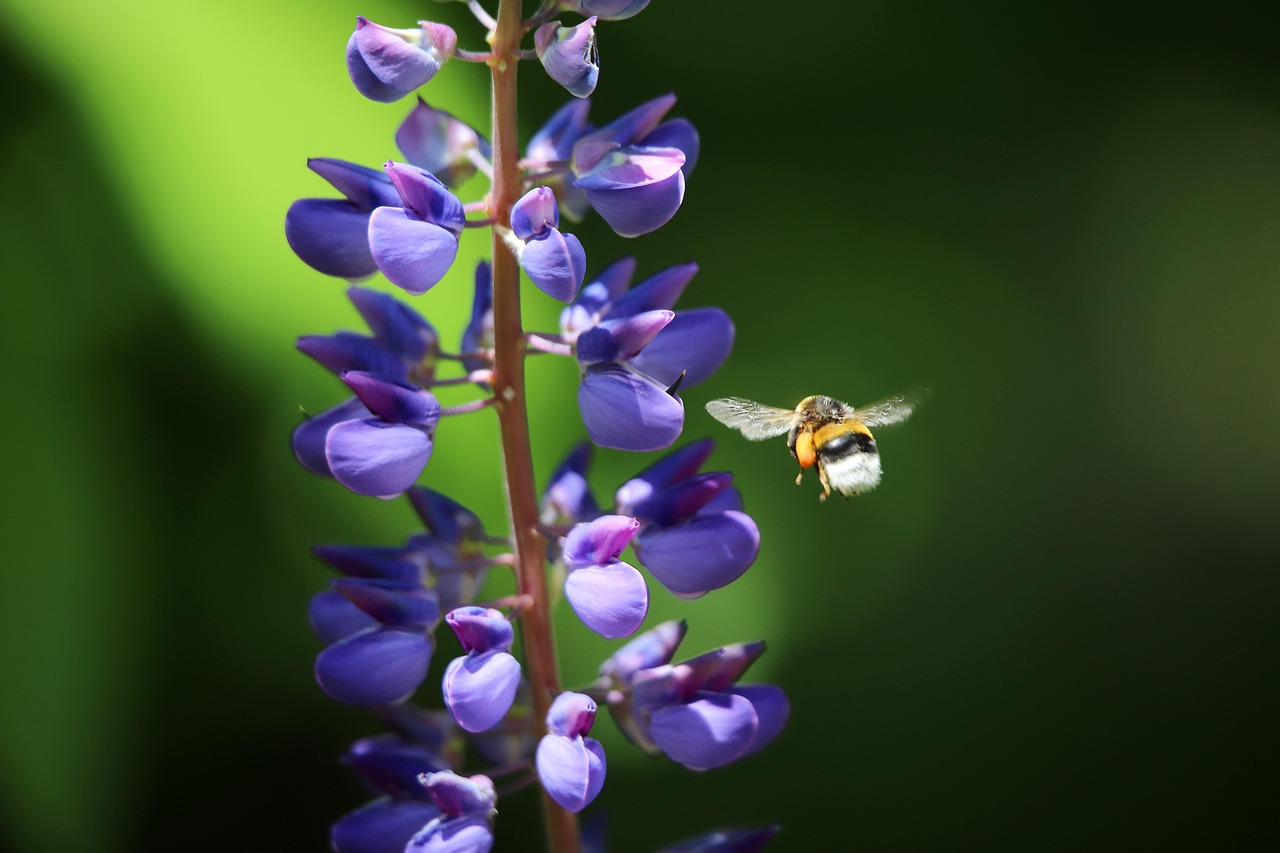 800+ Free Lupines & Nature Images - Pixabay