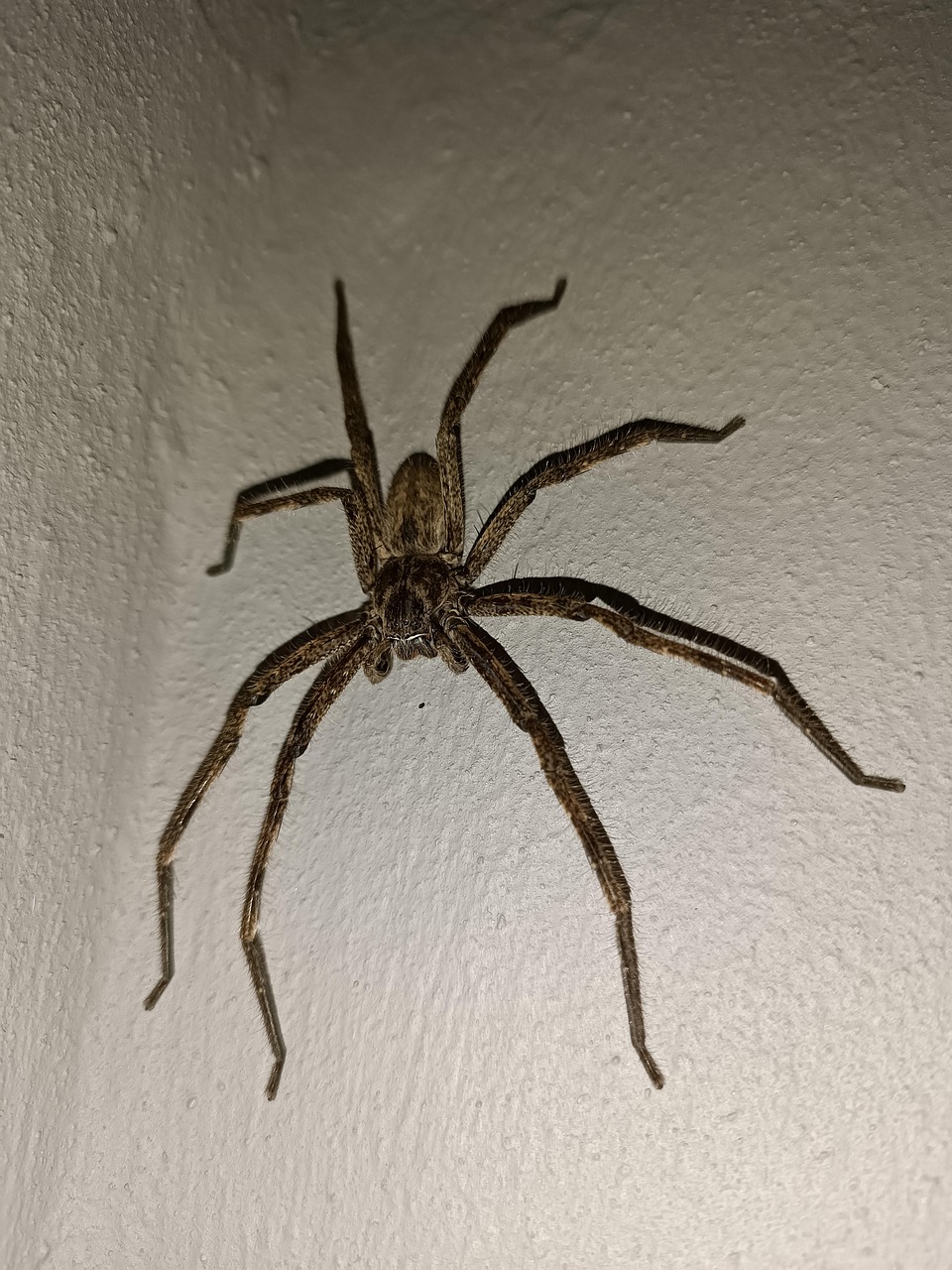 Hunting Spider Rain Big - Free photo on Pixabay - Pixabay