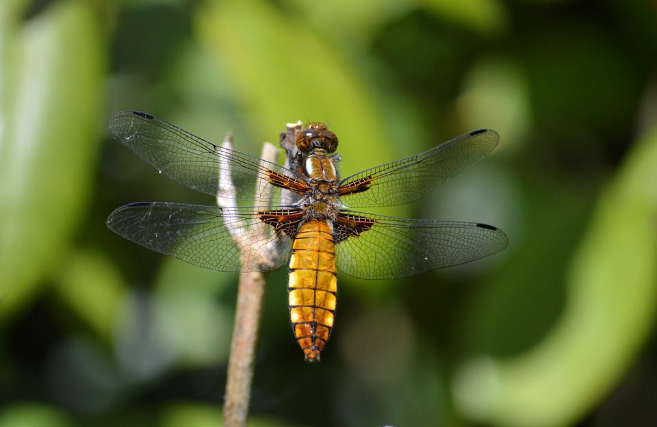 Dragon-Fly Beetle Insect Flying - Free photo on Pixabay