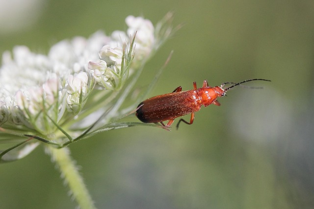 Umbel Flower Soft Beetle Insect - Free photo on Pixabay - Pixabay